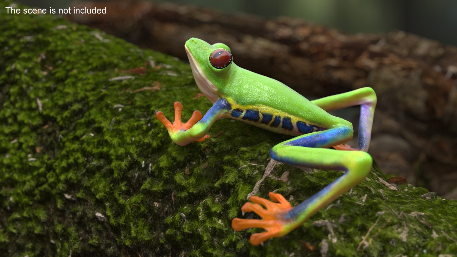 3D Red Eyed Tree Frog Realistic Rigged - TurboSquid 2279726