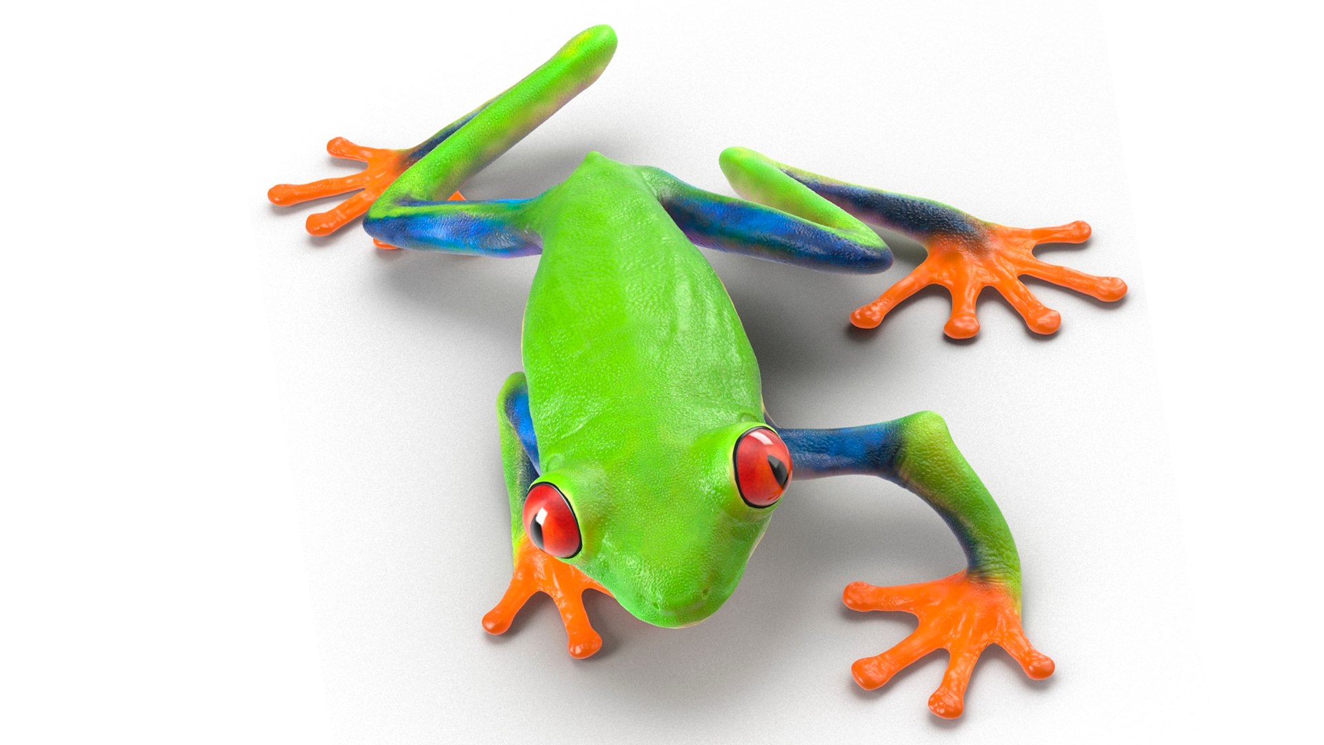 3D Red Eyed Tree Frog Realistic Rigged - TurboSquid 2279726