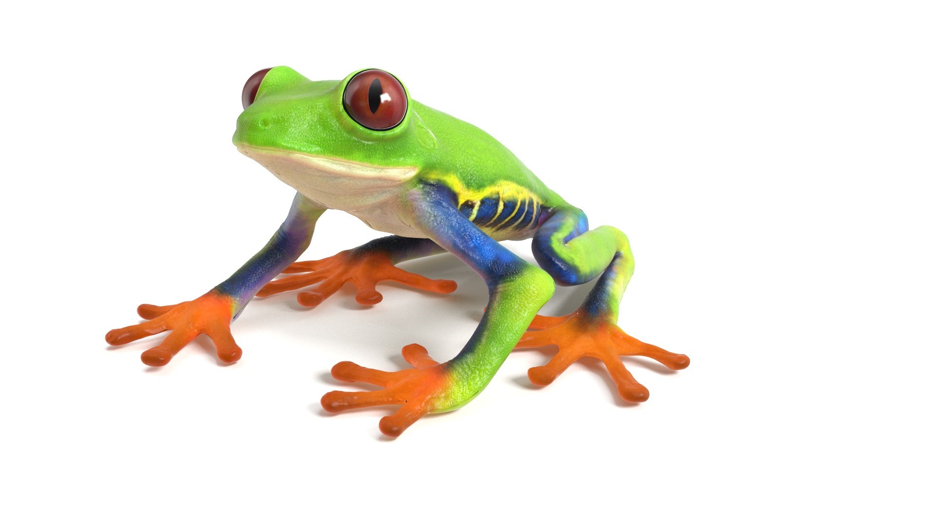 3D Red Eyed Tree Frog Realistic Rigged - TurboSquid 2279726