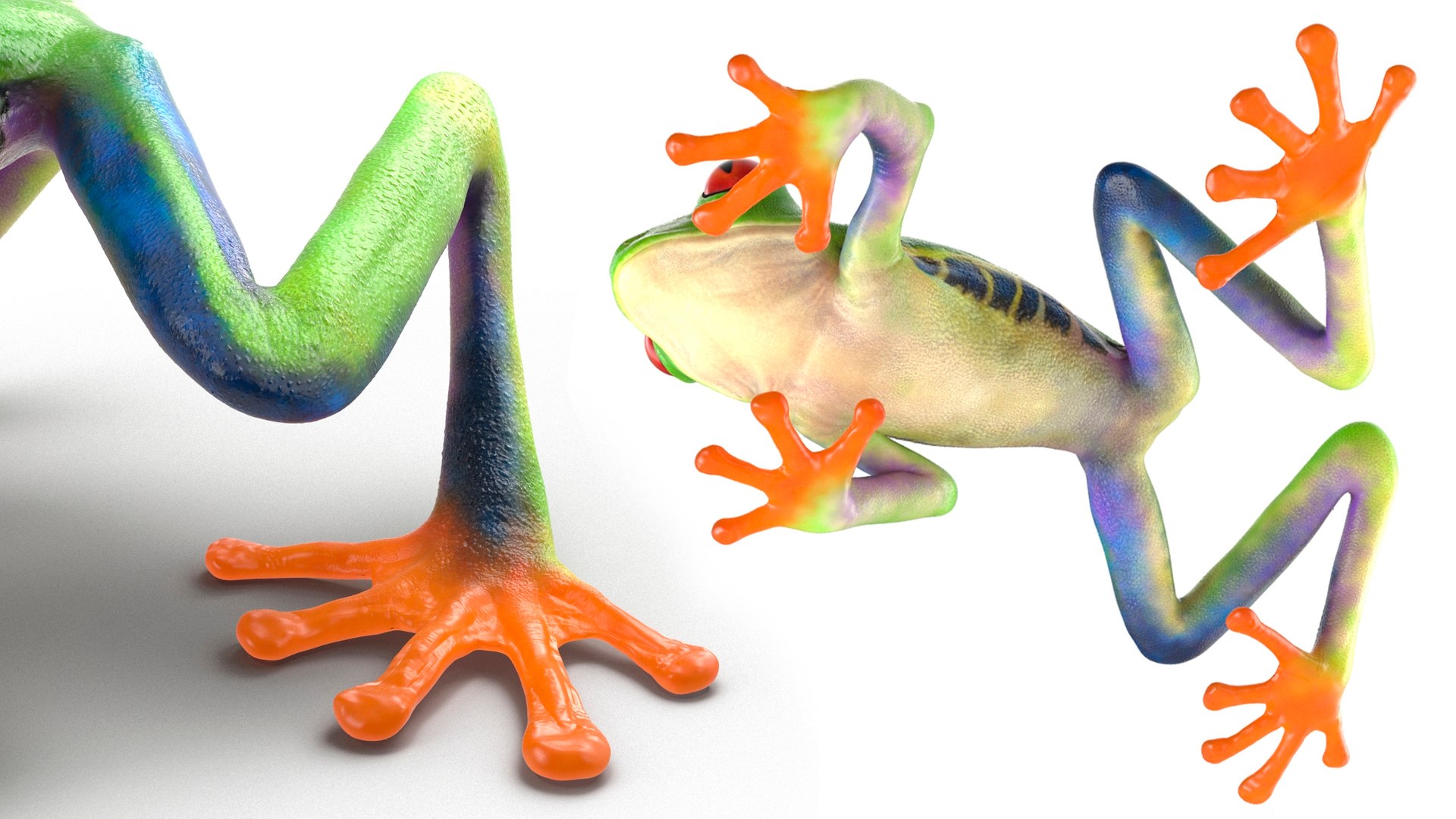 3D Red Eyed Tree Frog Realistic Rigged - TurboSquid 2279726