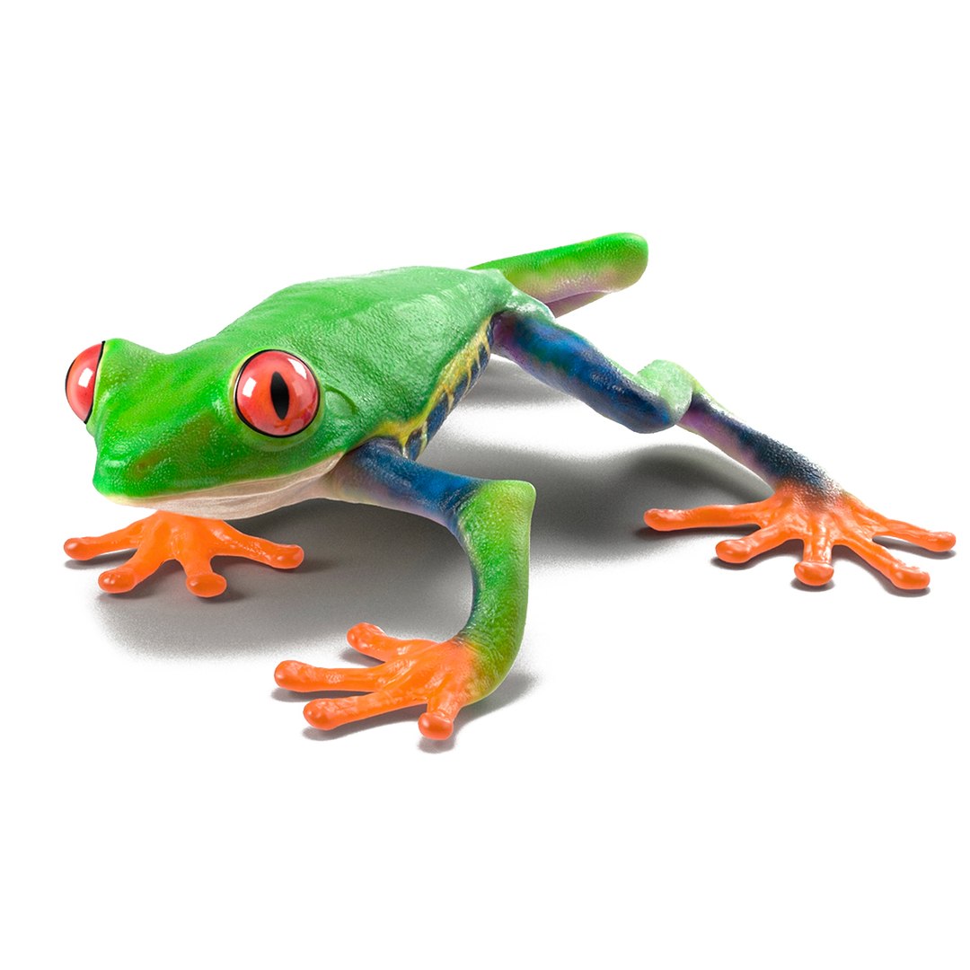 3D Red Eyed Tree Frog Realistic Rigged - TurboSquid 2279726