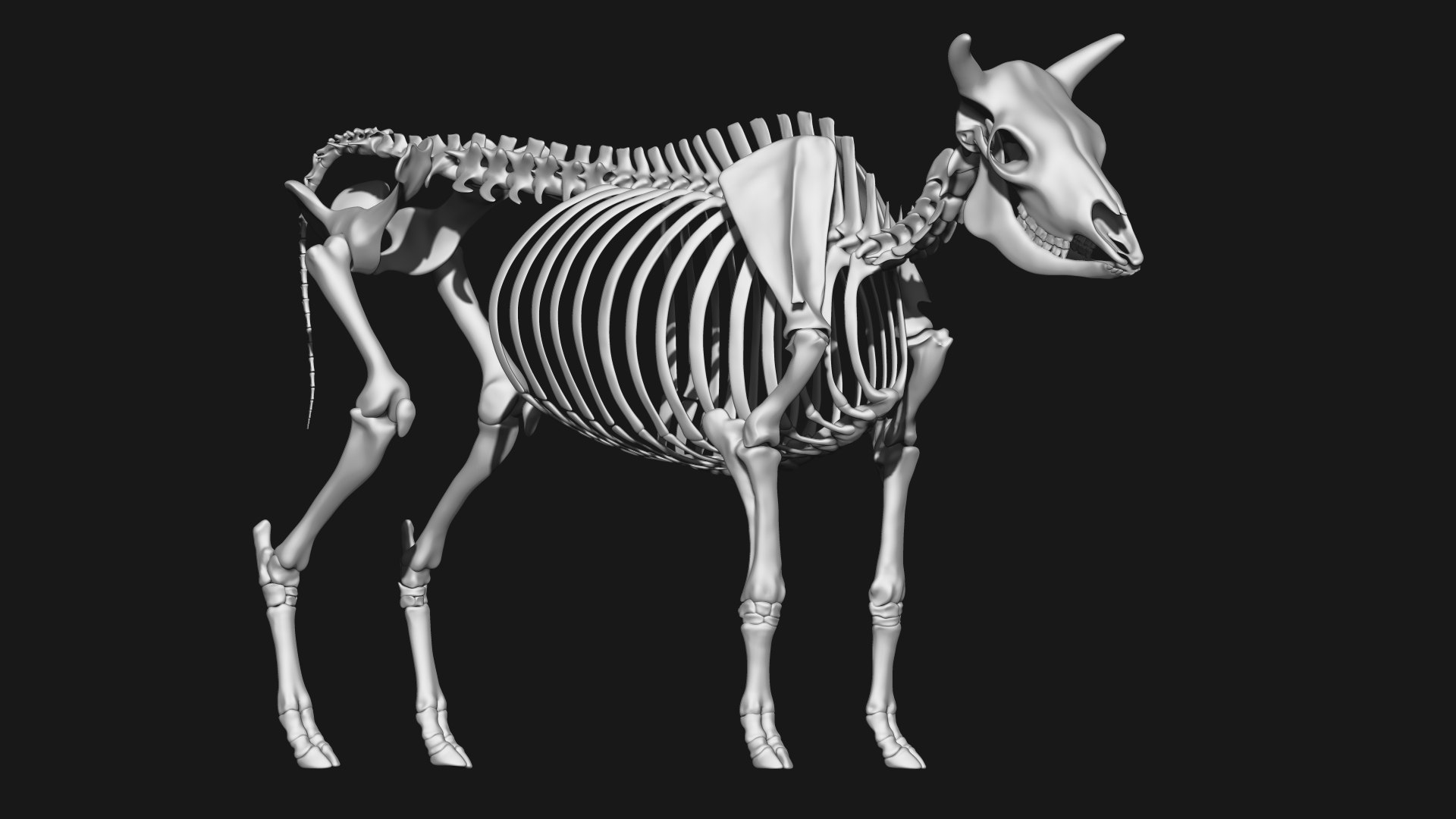 Cow Skeleton 3D Model - TurboSquid 2049713