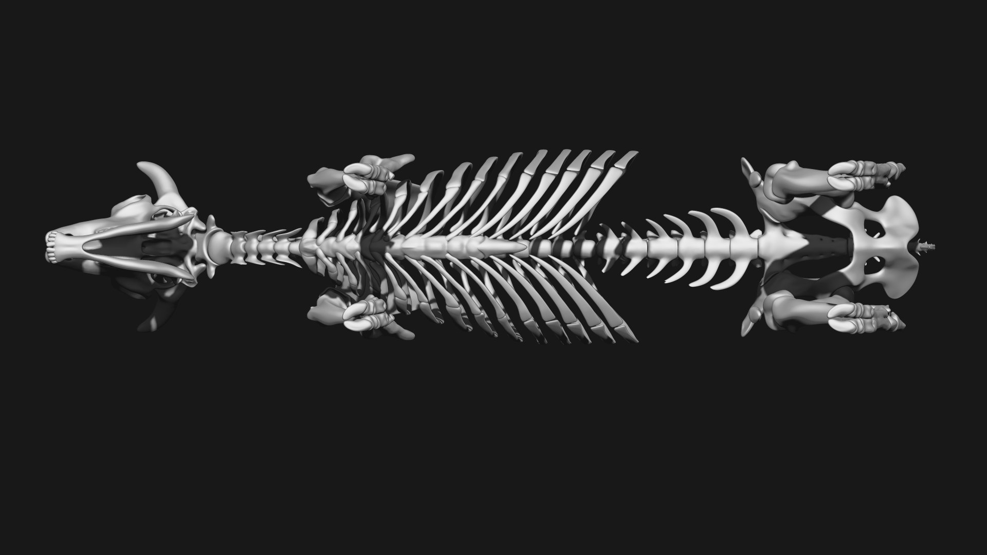 Cow Skeleton 3D Model - TurboSquid 2049713