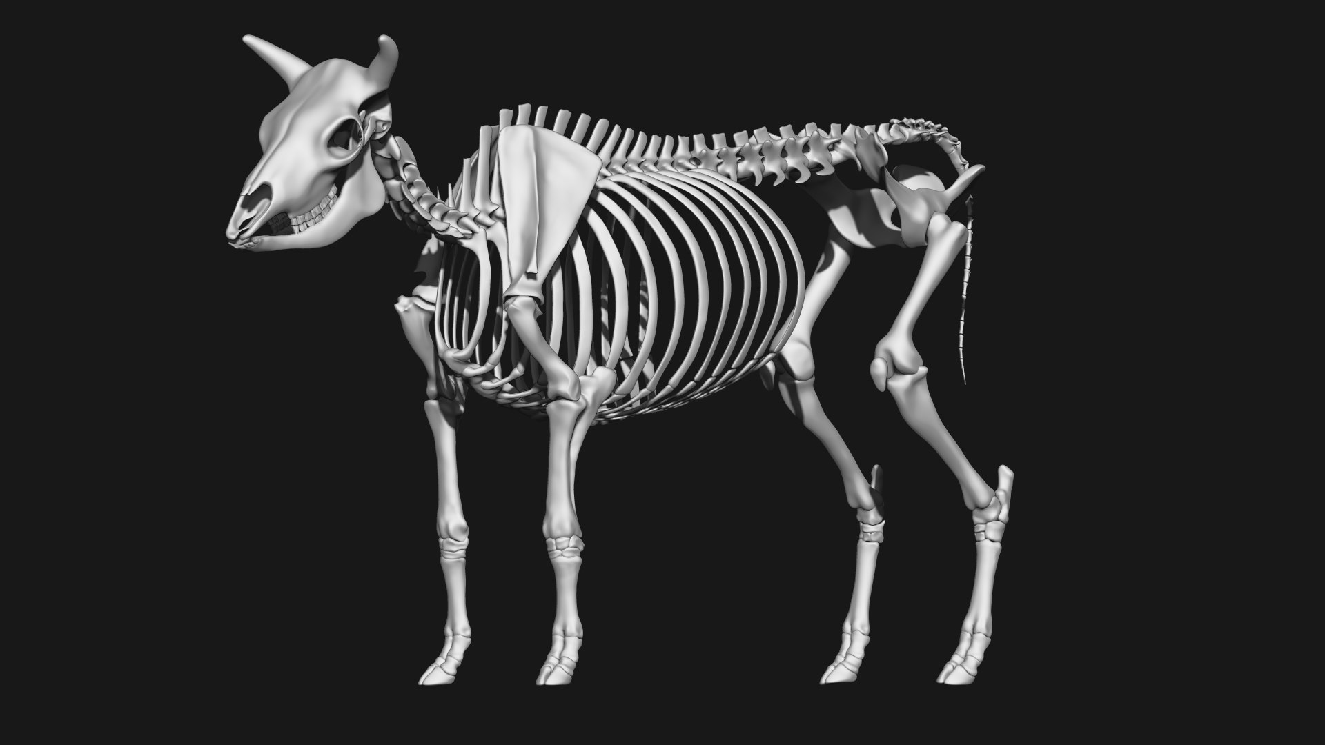 Cow Skeleton 3D Model - TurboSquid 2049713