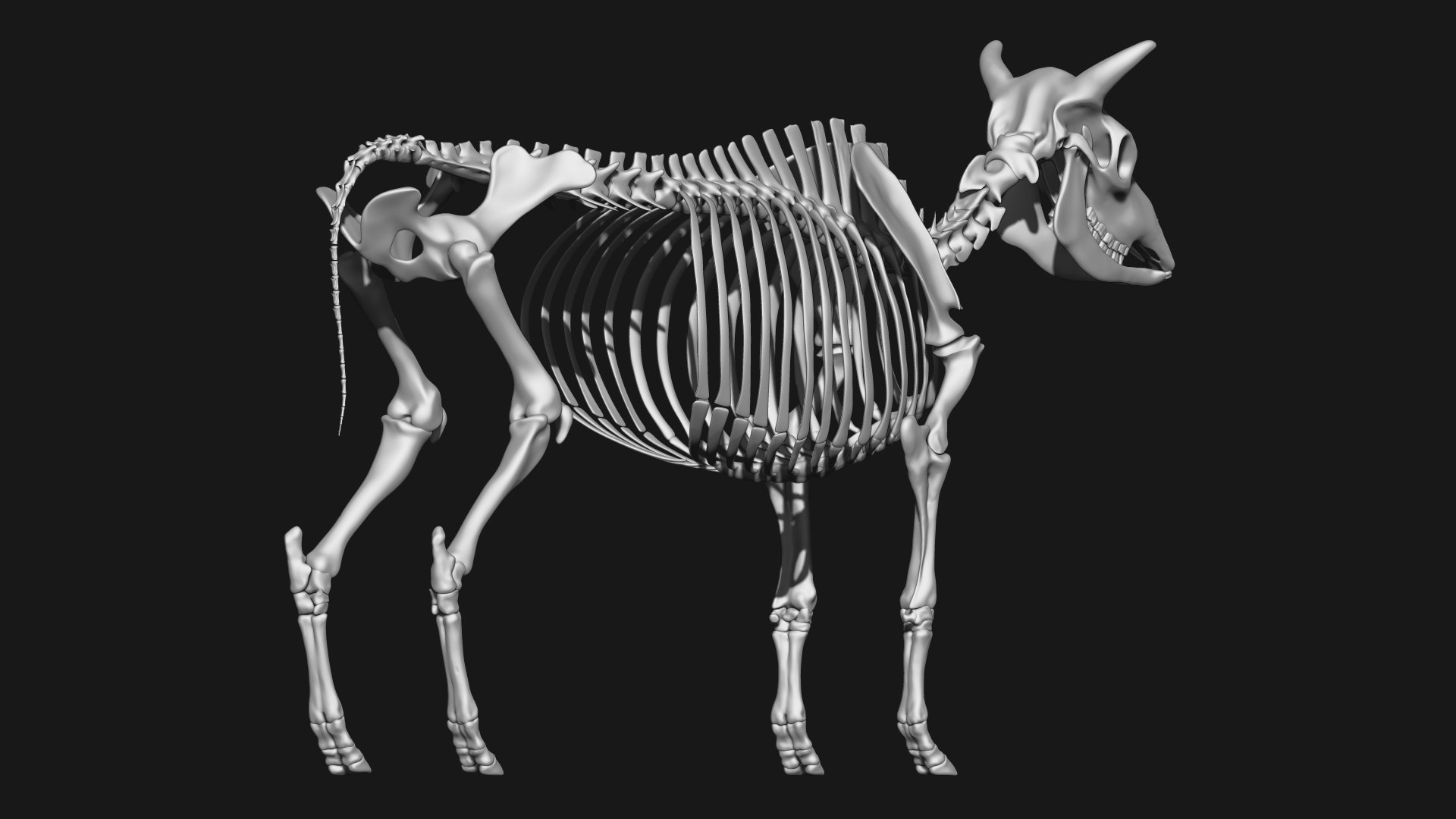 Cow Skeleton 3D Model - TurboSquid 2049713