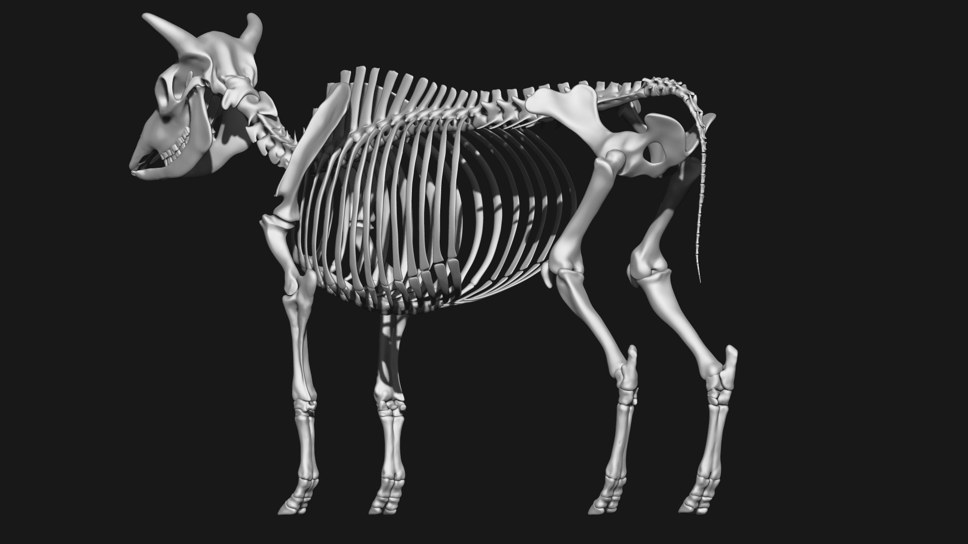 Cow Skeleton 3D Model - TurboSquid 2049713