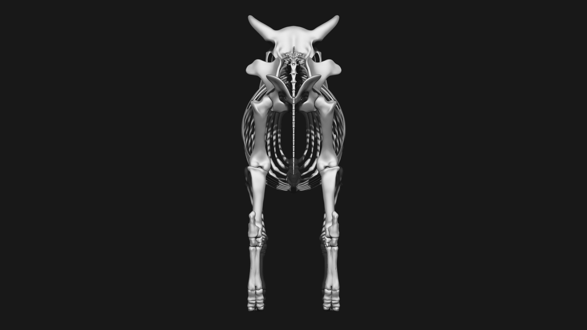 Cow Skeleton 3D Model - TurboSquid 2049713