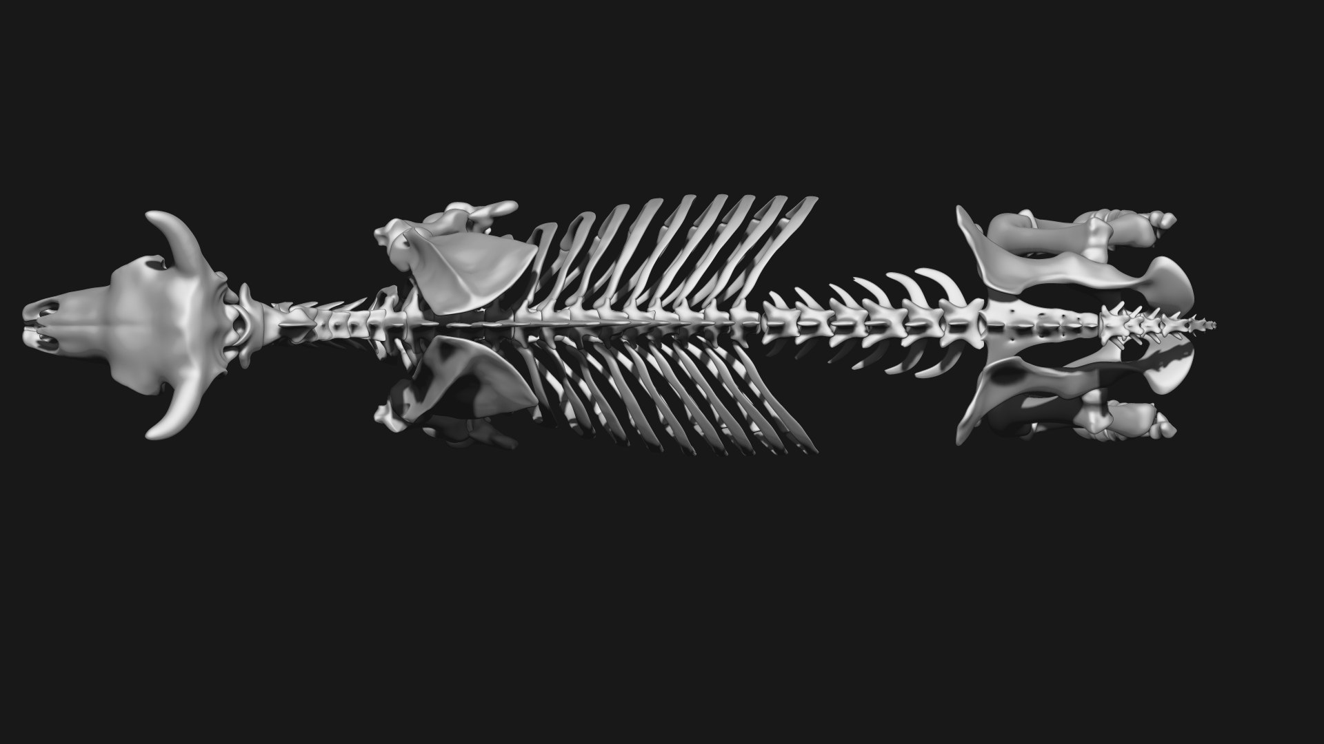 Cow Skeleton 3D Model - TurboSquid 2049713