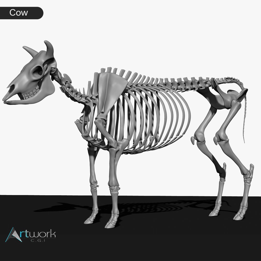 Cow Skeleton 3D Model - TurboSquid 2049713