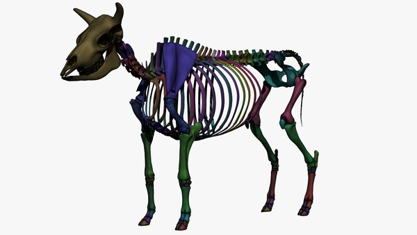 Cow skeleton 3D 모델 - TurboSquid 2049713