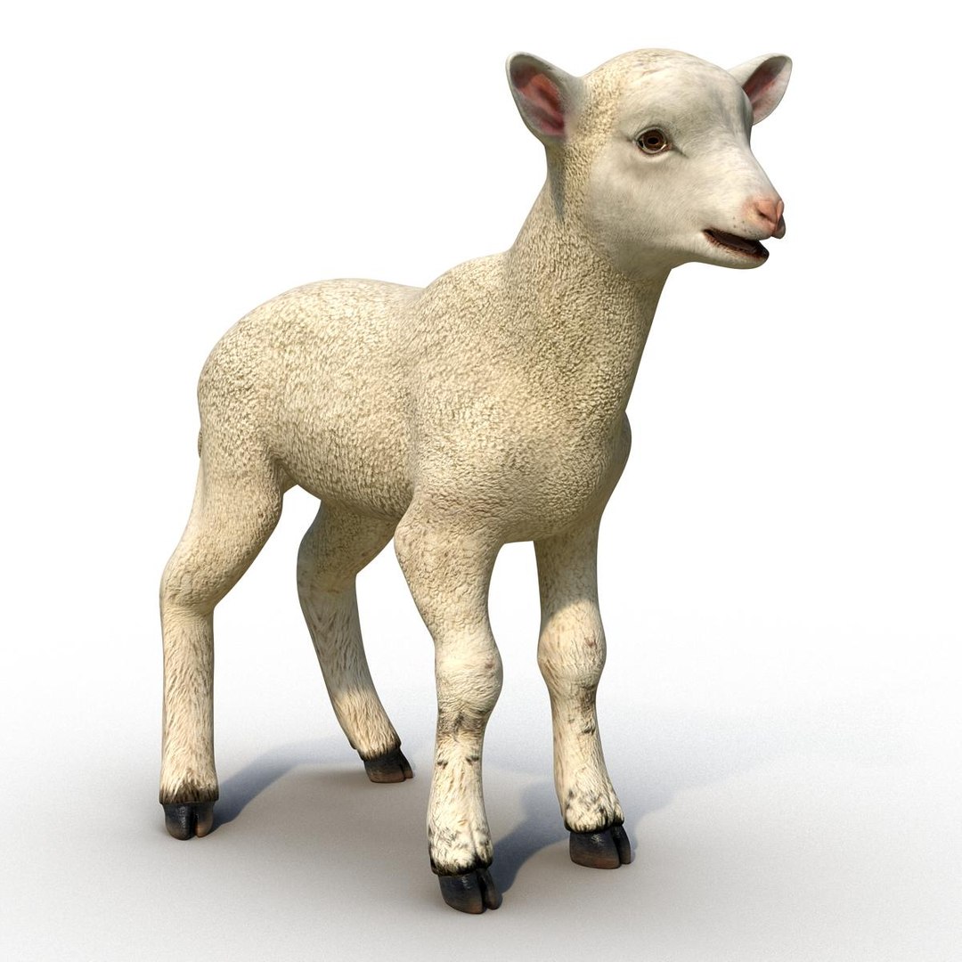 3d lamb rigged model