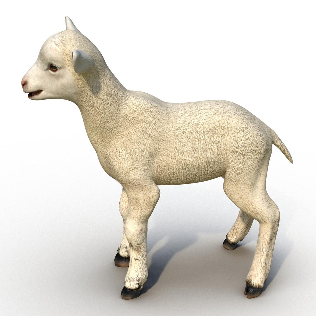 3d lamb rigged model