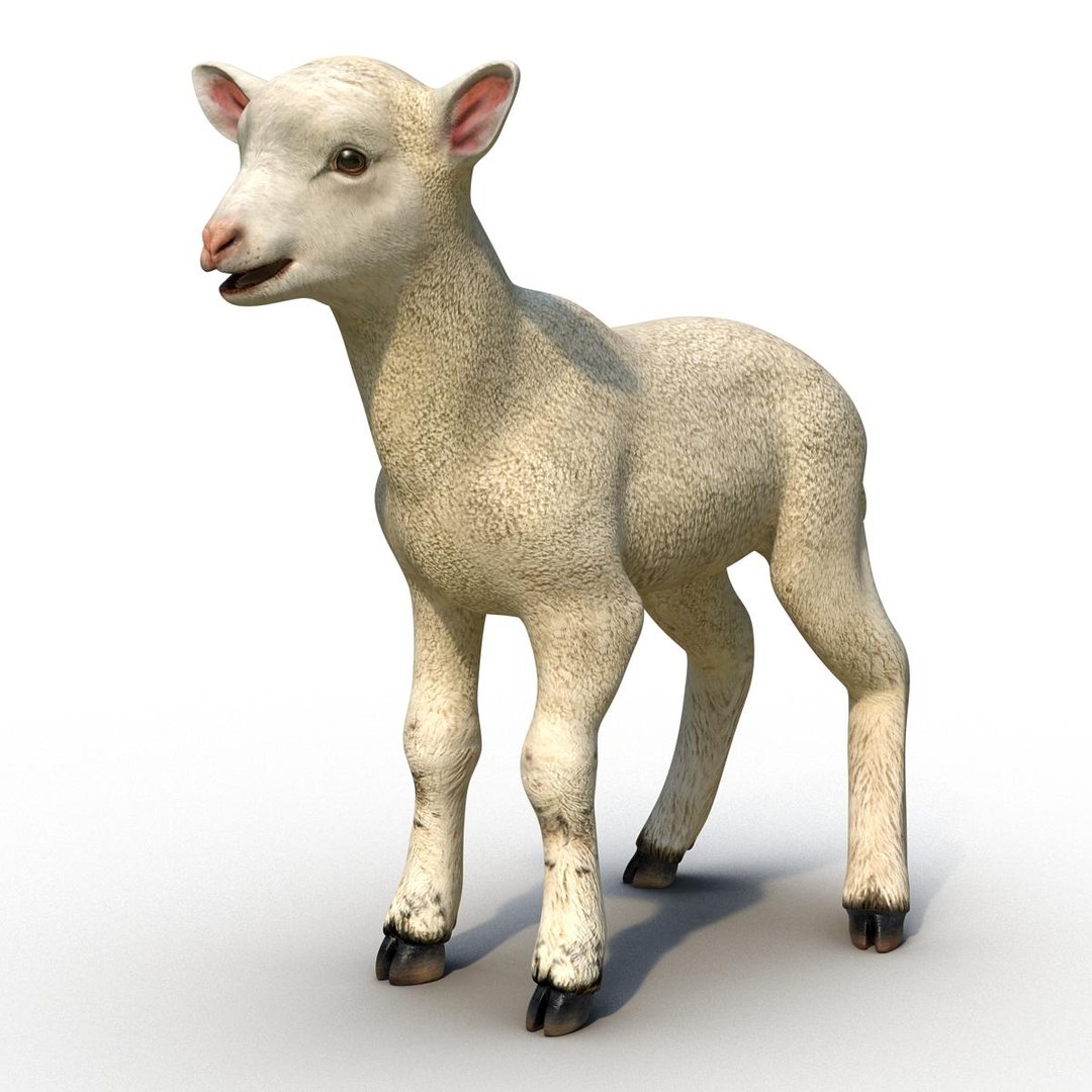 3d lamb rigged model