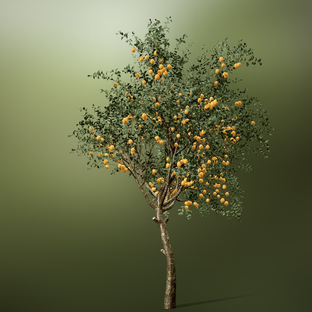 3D Orange Fruit Tree Low Poly 18 Different Tree 3D Models - TurboSquid ...