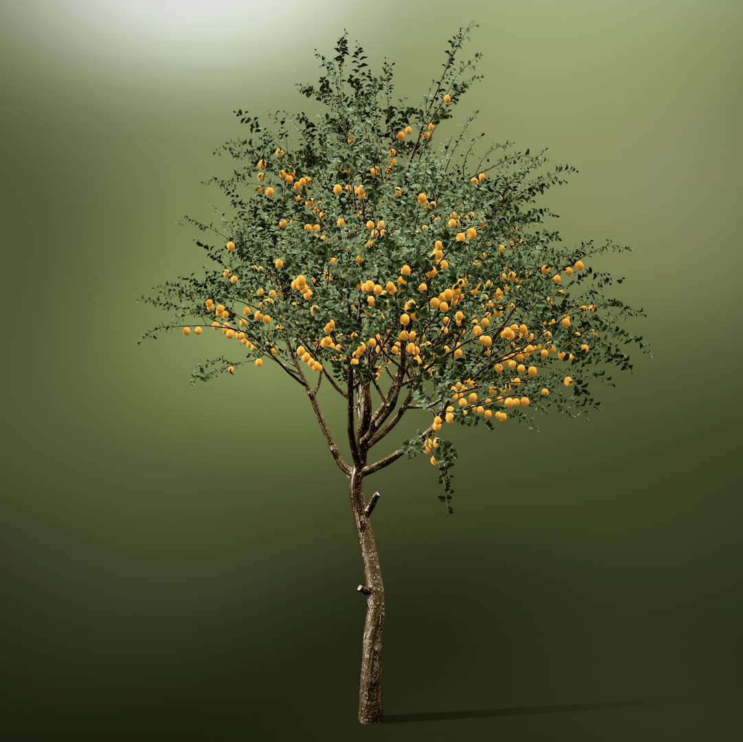 3D Orange Fruit Tree Low Poly 18 Different Tree 3D Models - TurboSquid ...