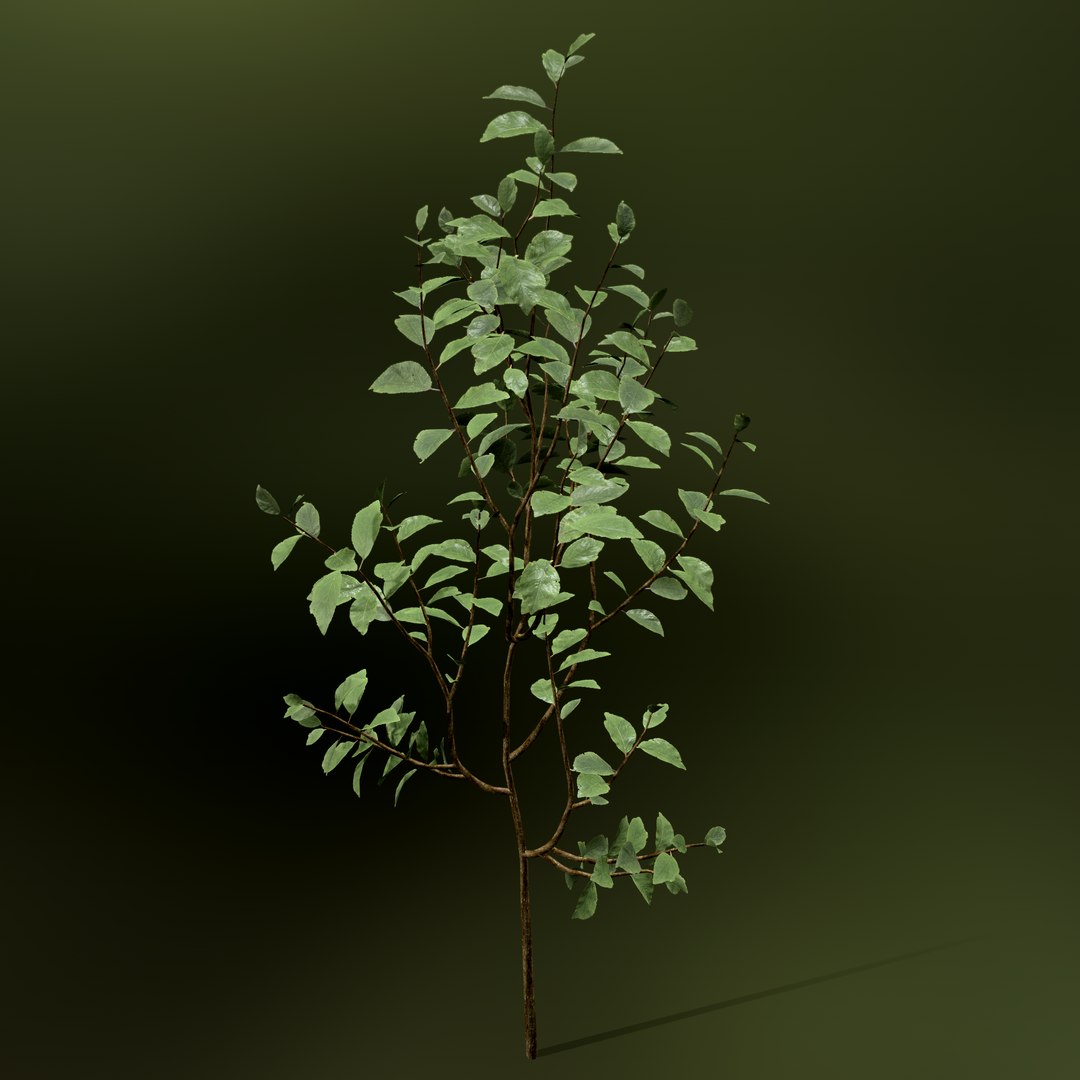 3D Orange Fruit Tree Low Poly 18 Different Tree 3D Models - TurboSquid ...