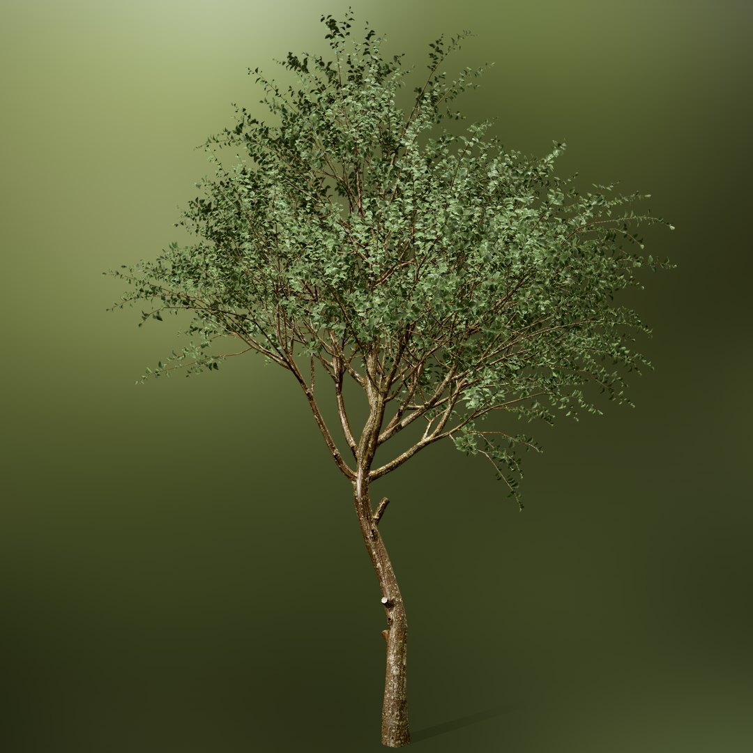 3D Orange Fruit Tree Low Poly 18 Different Tree 3D Models - TurboSquid ...