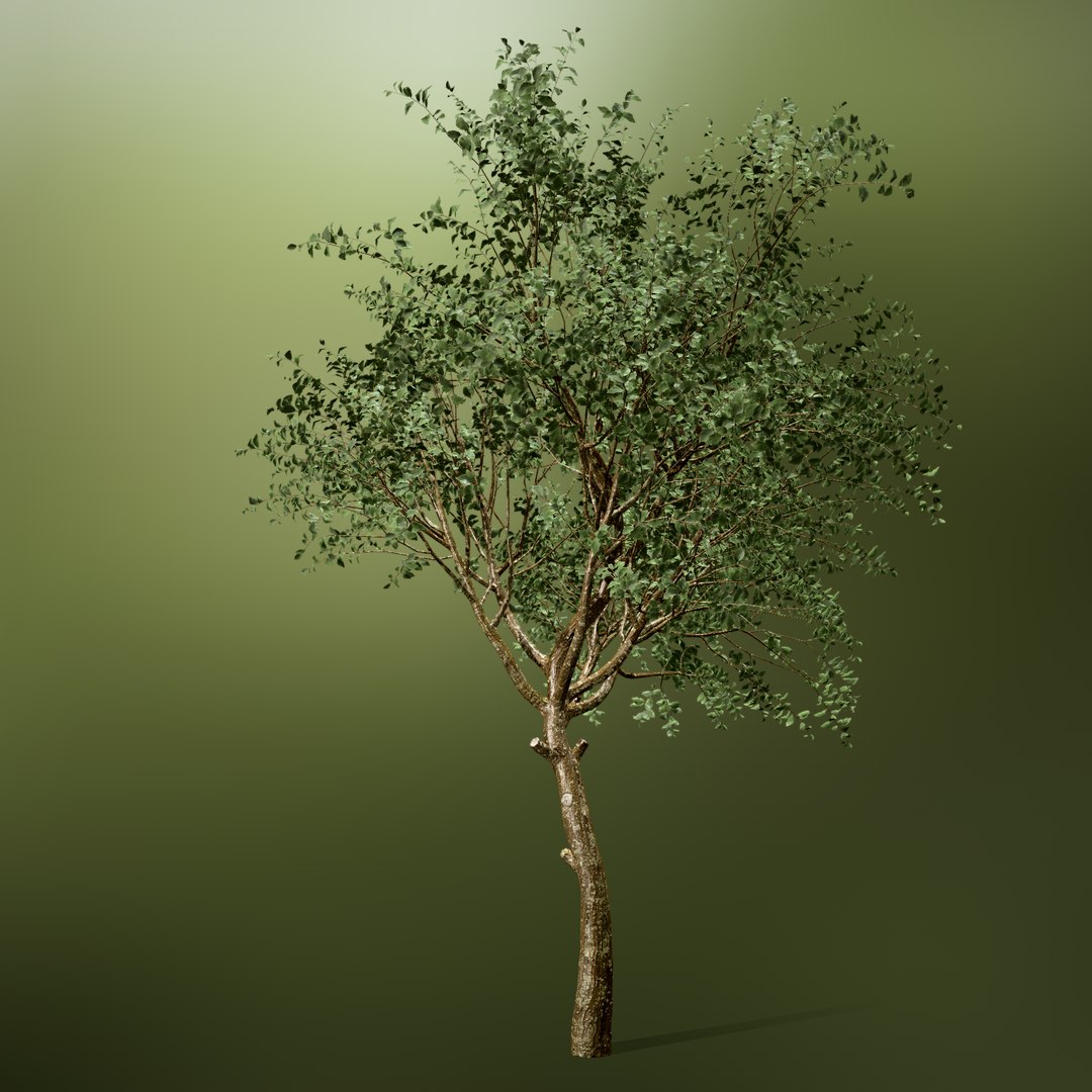 3D Orange Fruit Tree Low Poly 18 Different Tree 3D Models - TurboSquid ...