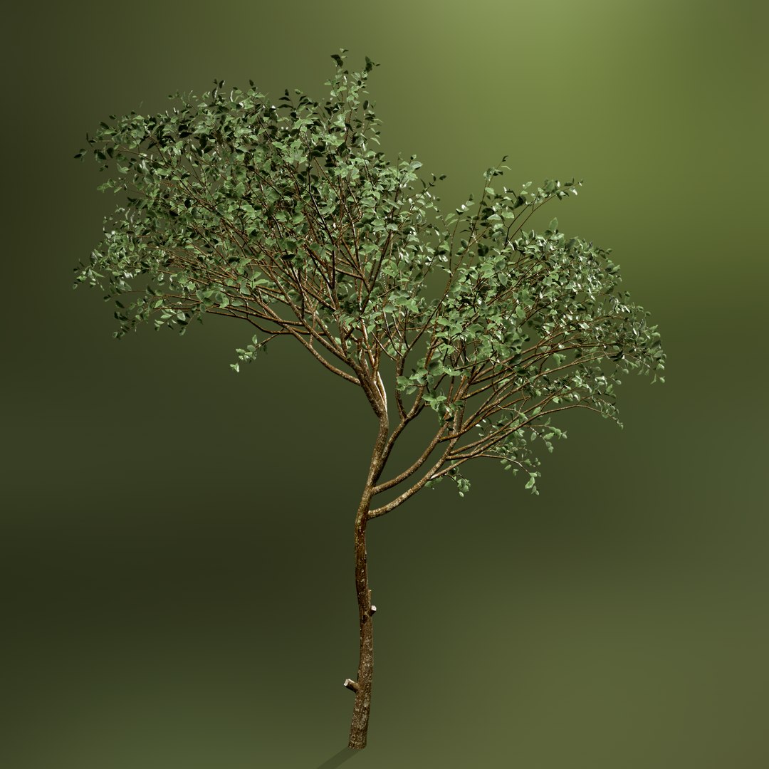 3D Orange Fruit Tree Low Poly 18 Different Tree 3D Models - TurboSquid ...