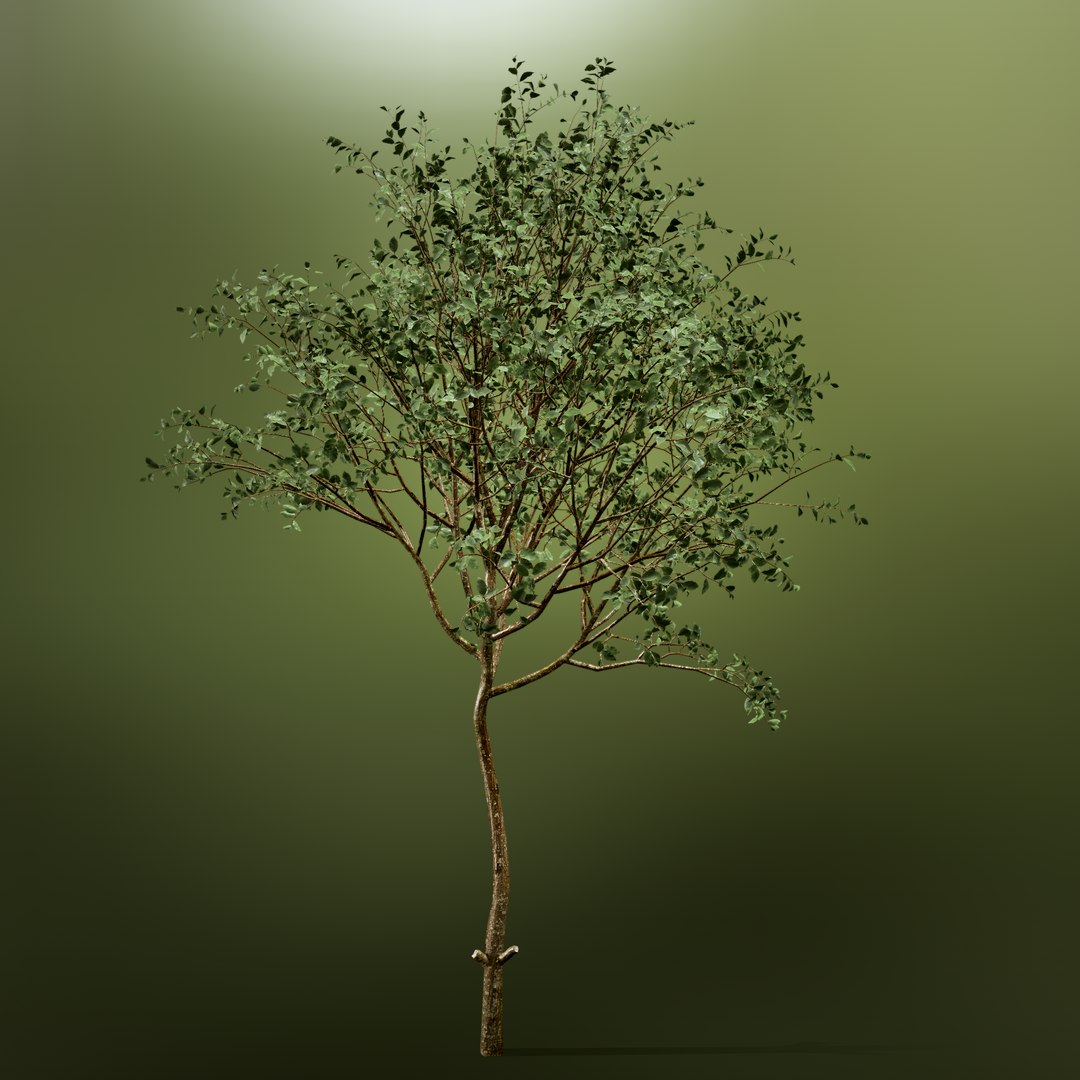 3D Orange Fruit Tree Low Poly 18 Different Tree 3D Models - TurboSquid ...