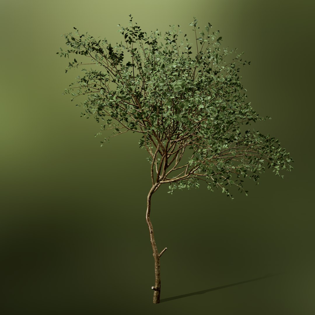 3D Orange Fruit Tree Low Poly 18 Different Tree 3D Models - TurboSquid ...