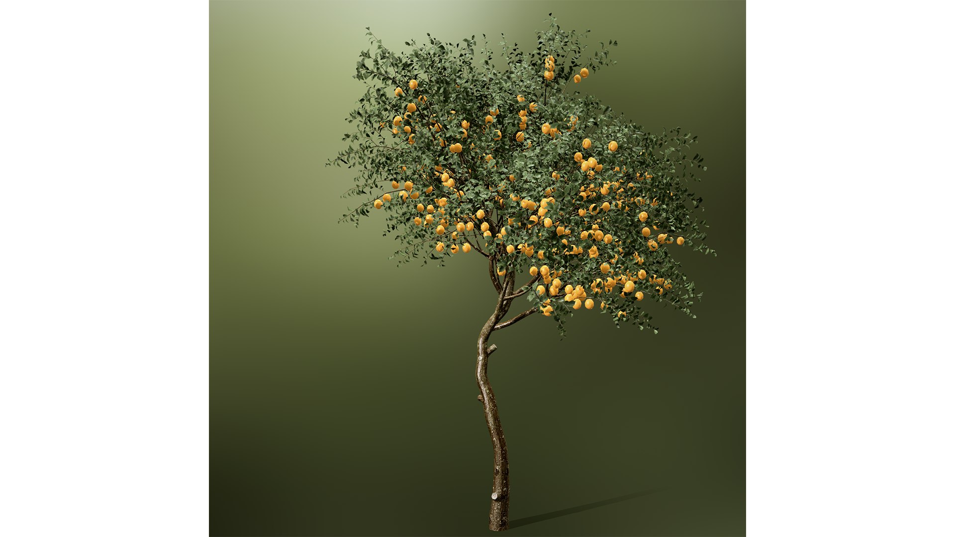 3D Orange Fruit Tree Low Poly 18 Different Tree 3D Models - TurboSquid ...