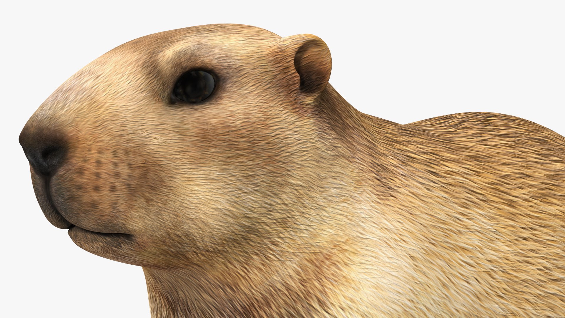 Marmot Rigged 3D Model - TurboSquid 1965691