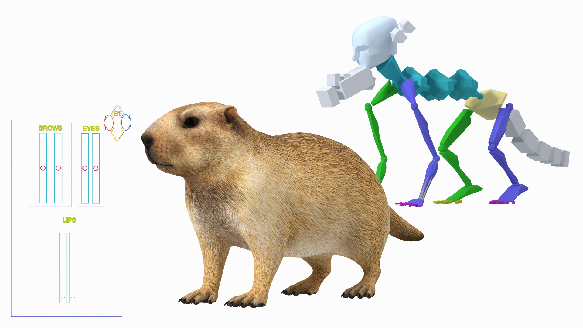 Marmot Rigged 3D Model - TurboSquid 1965691