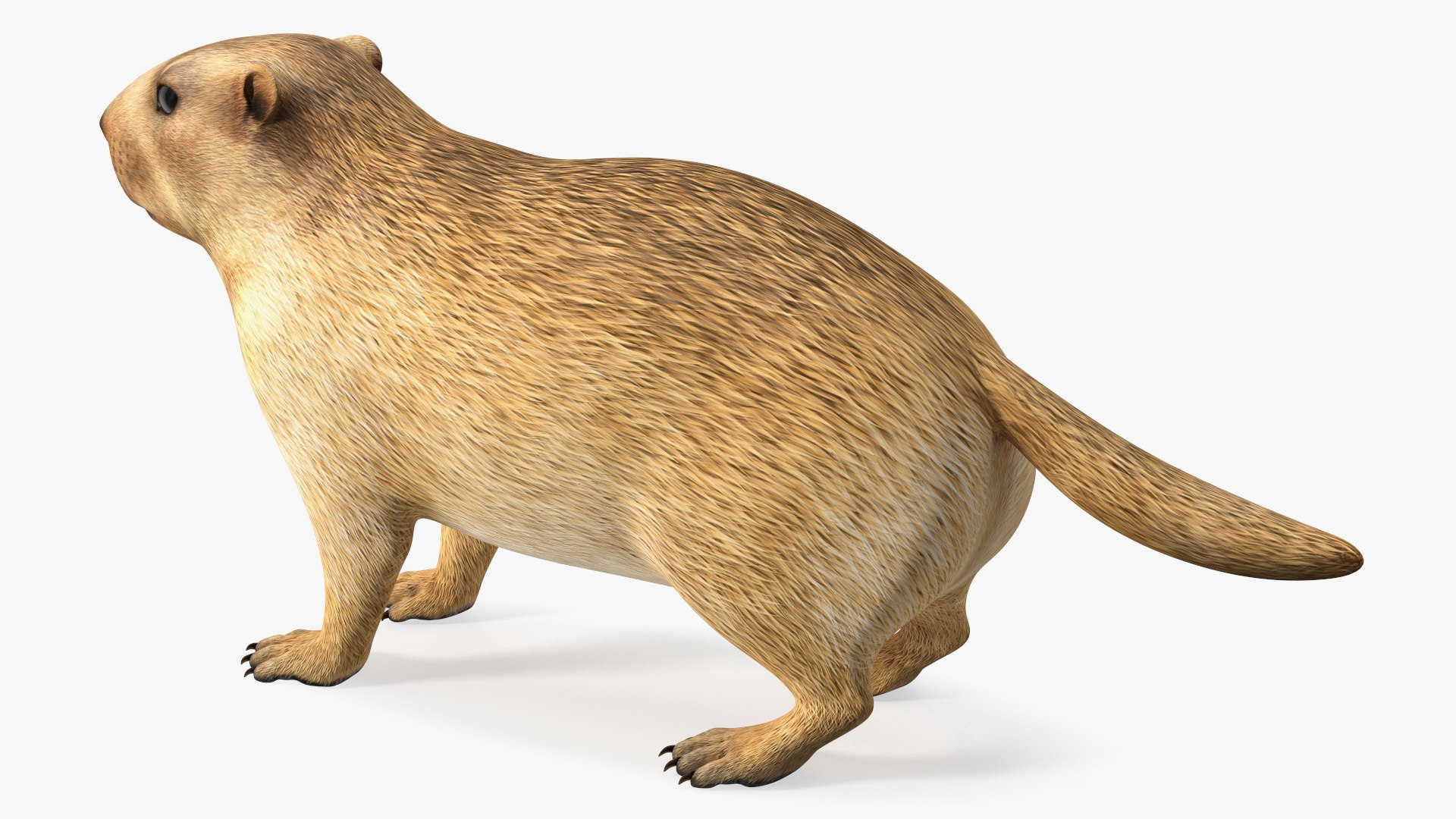 Marmot Rigged 3D Model - TurboSquid 1965691
