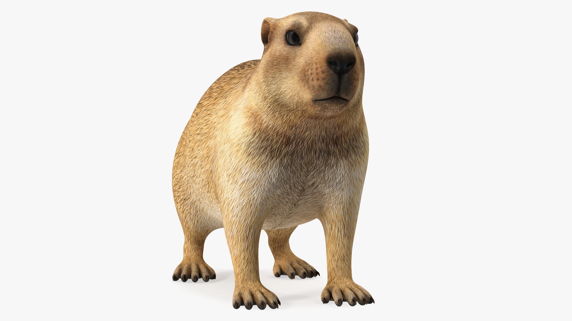 Marmot Rigged 3D model - TurboSquid 1965691