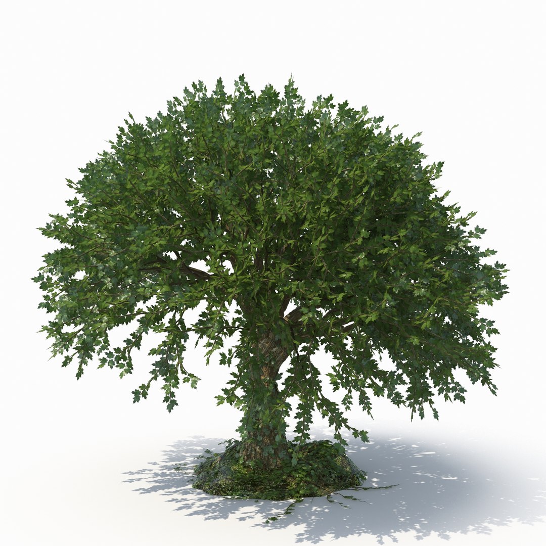 Realistic Tree 3d Model