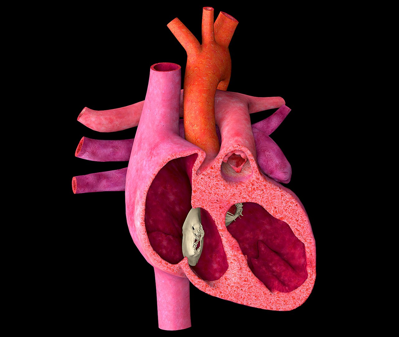 Open Heart Section Animation 3d Model