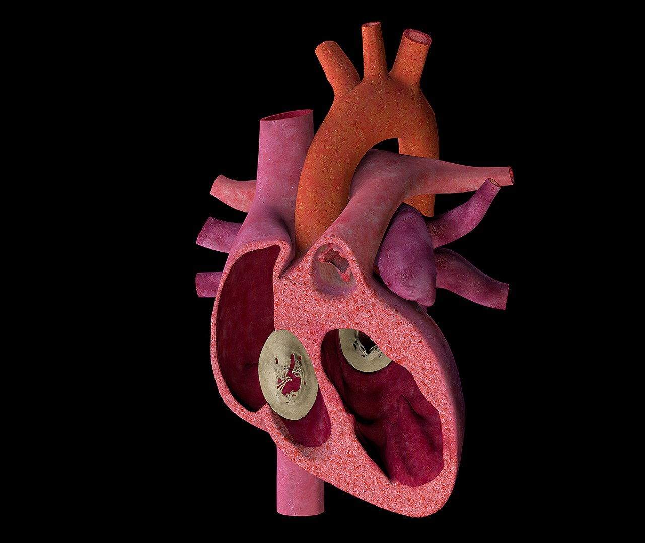 Open Heart Section Animation 3d Model