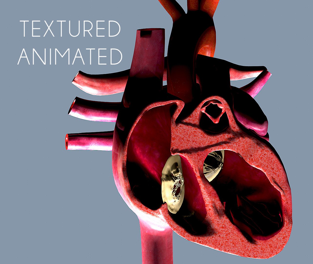 Open Heart Section Animation 3d Model