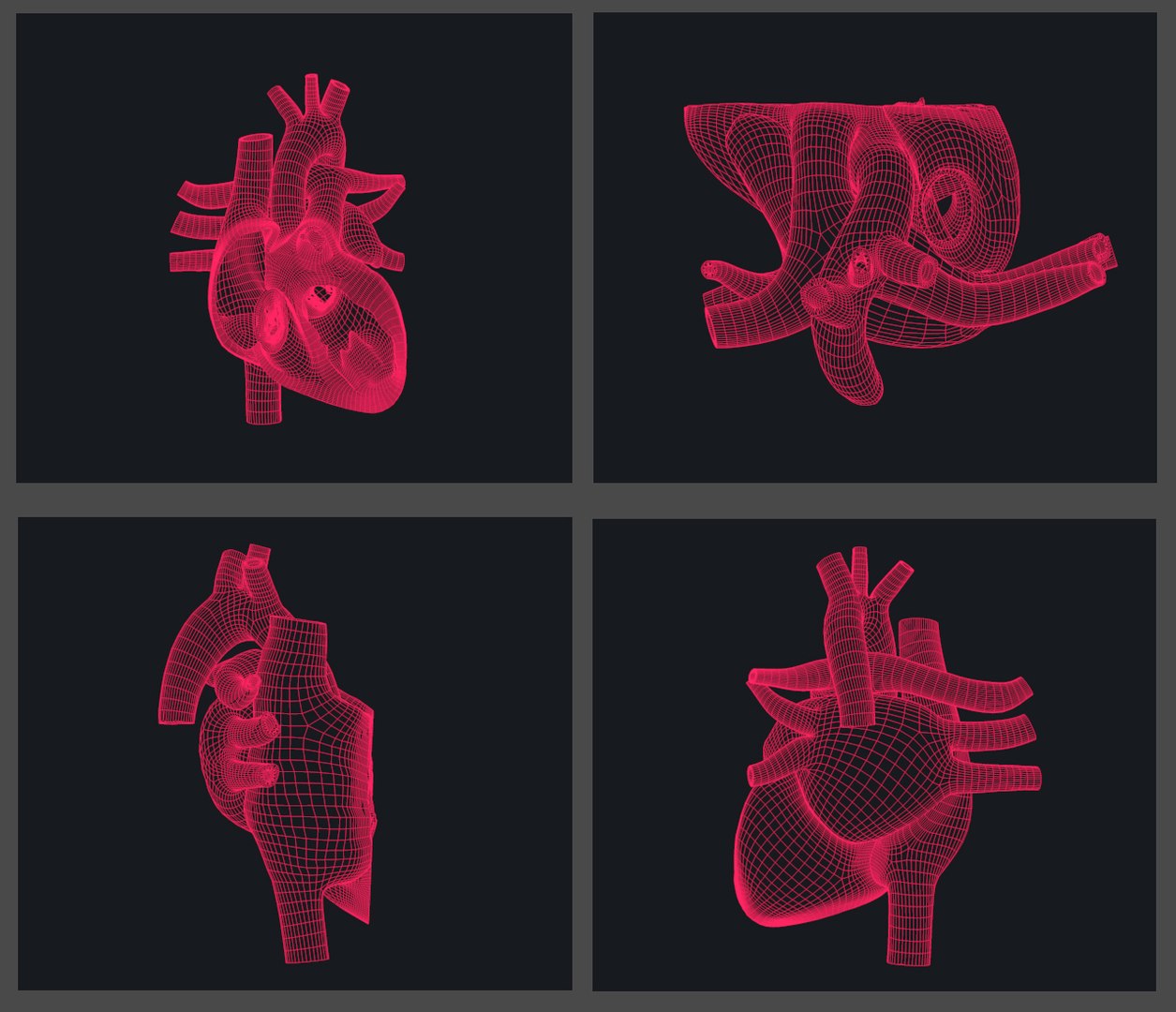 Open Heart Section Animation 3d Model