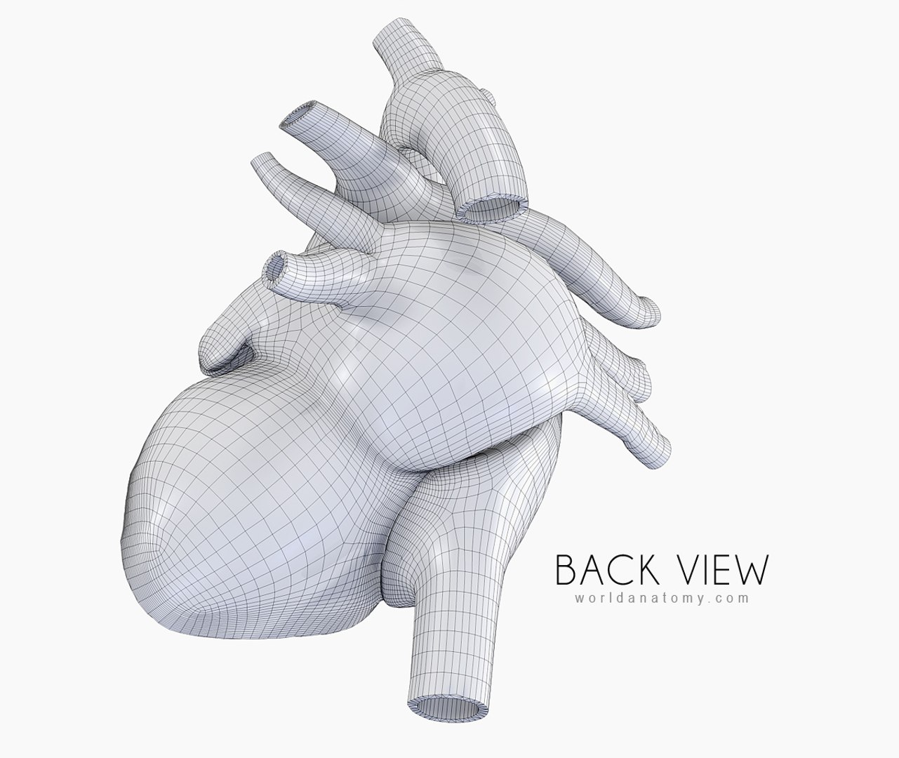 Open Heart Section Animation 3d Model