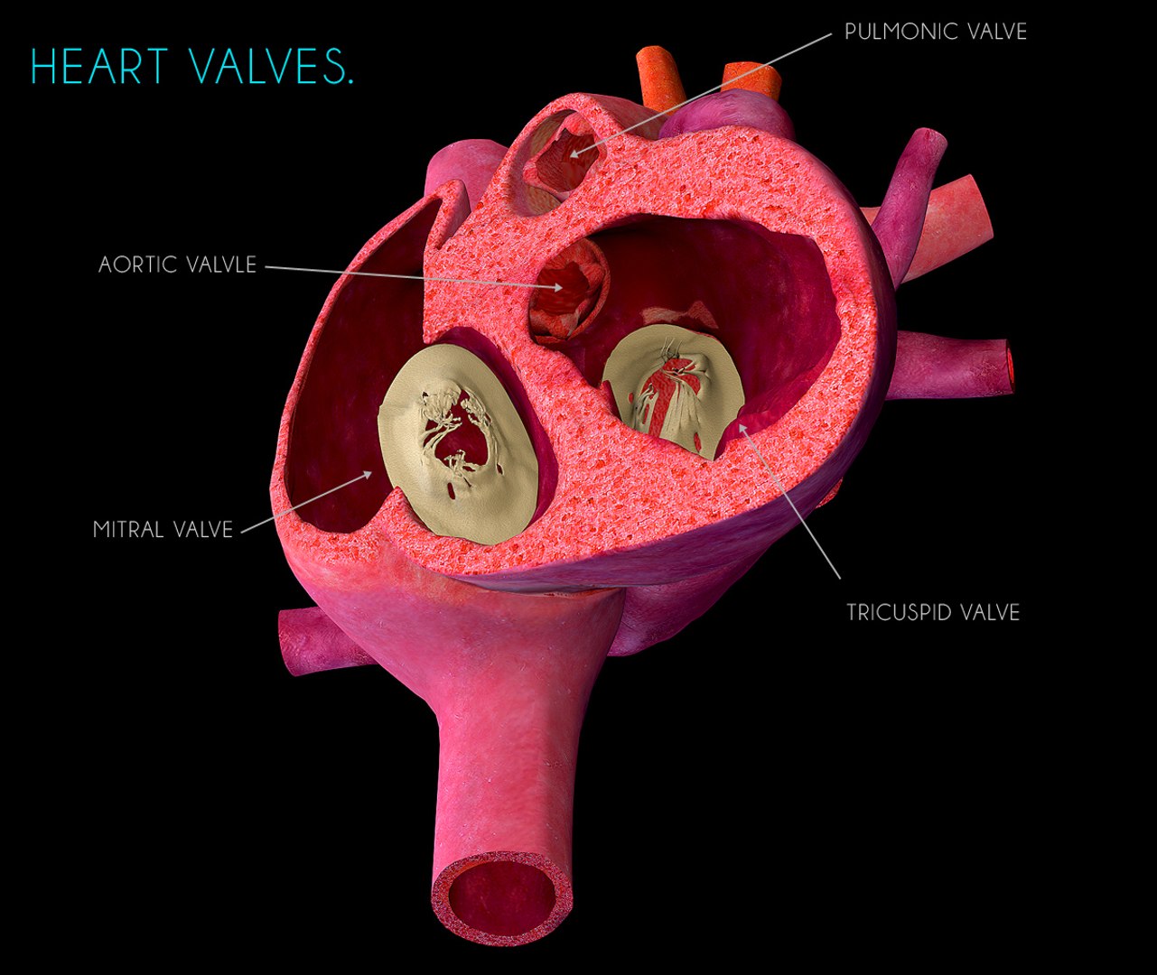 Open Heart Section Animation 3d Model