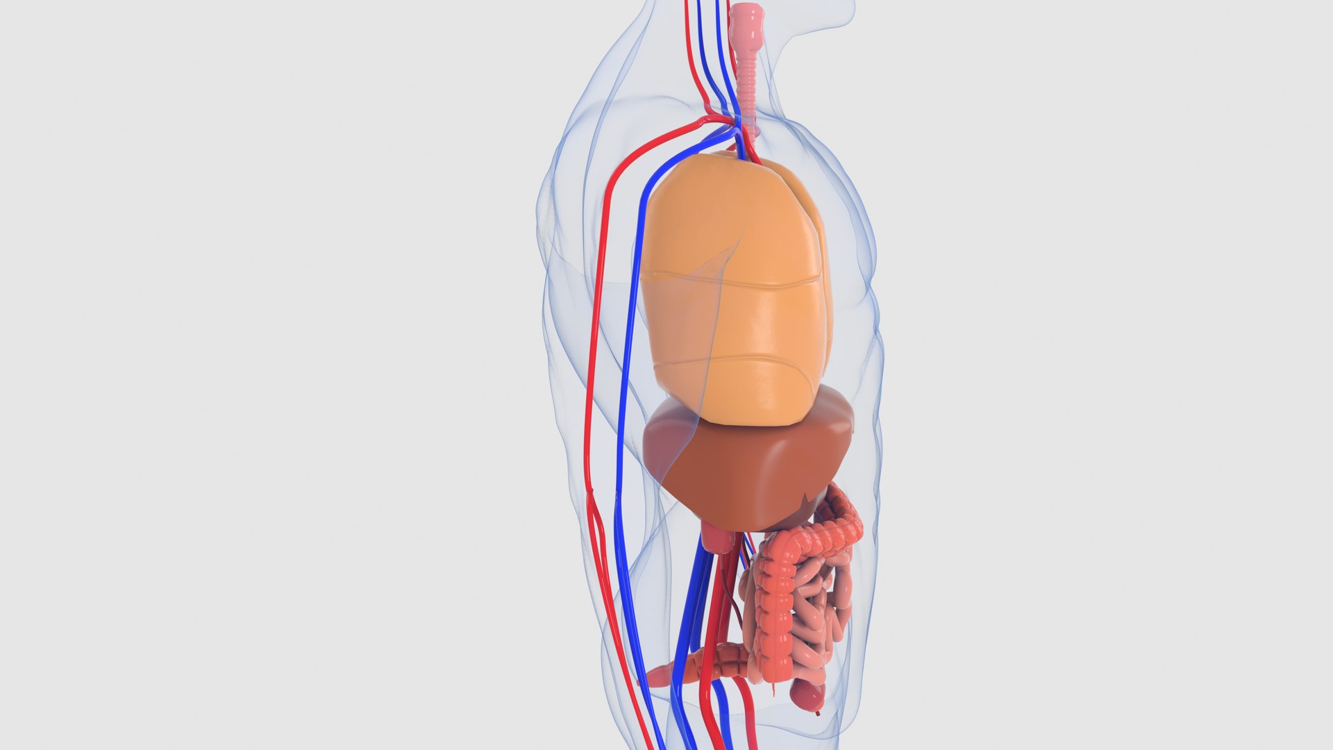 Human Organs 3D Model - TurboSquid 1399207