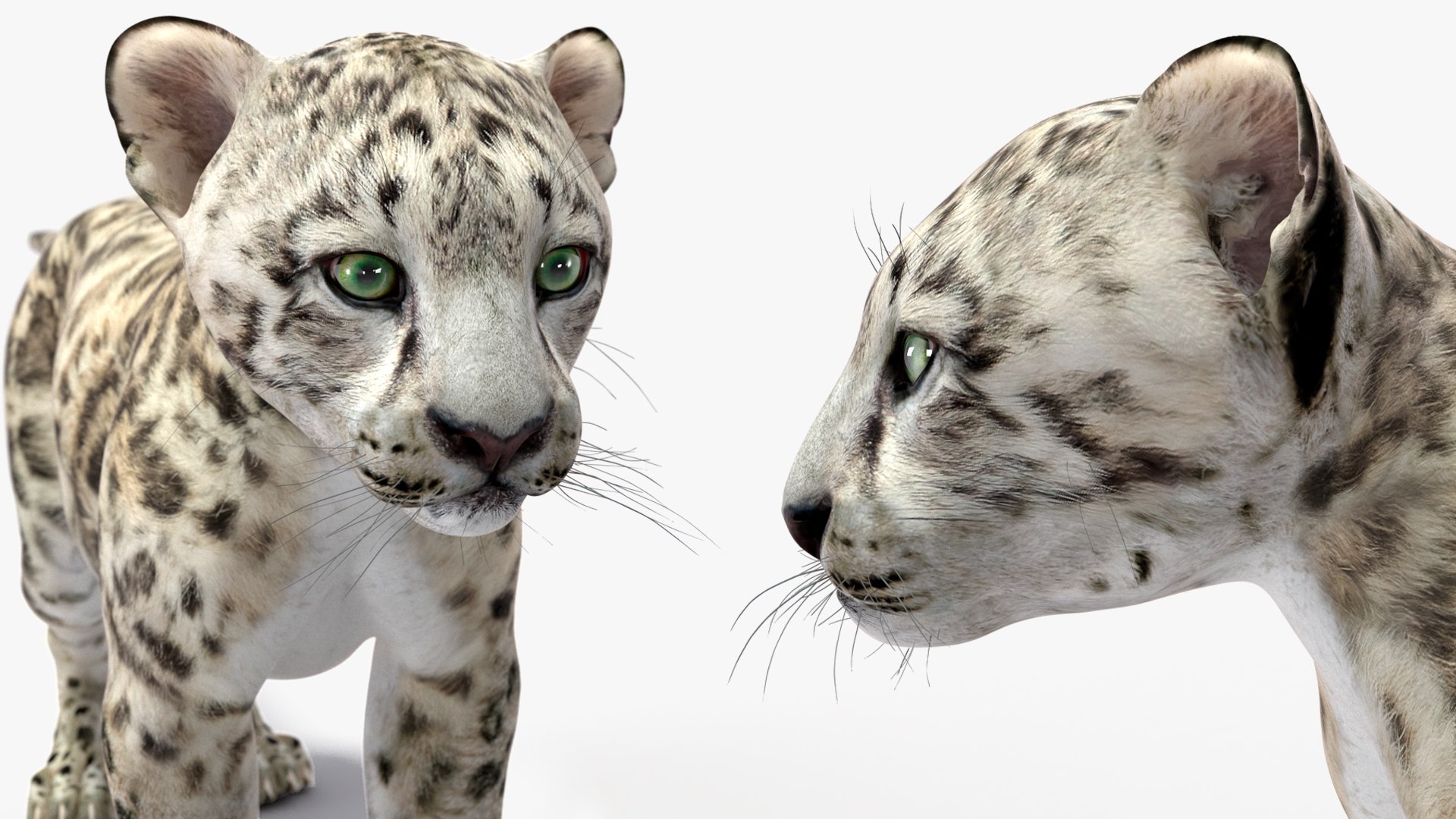 3D Snow Leopard Cub Rigged For Cinema 4D - TurboSquid 2381264