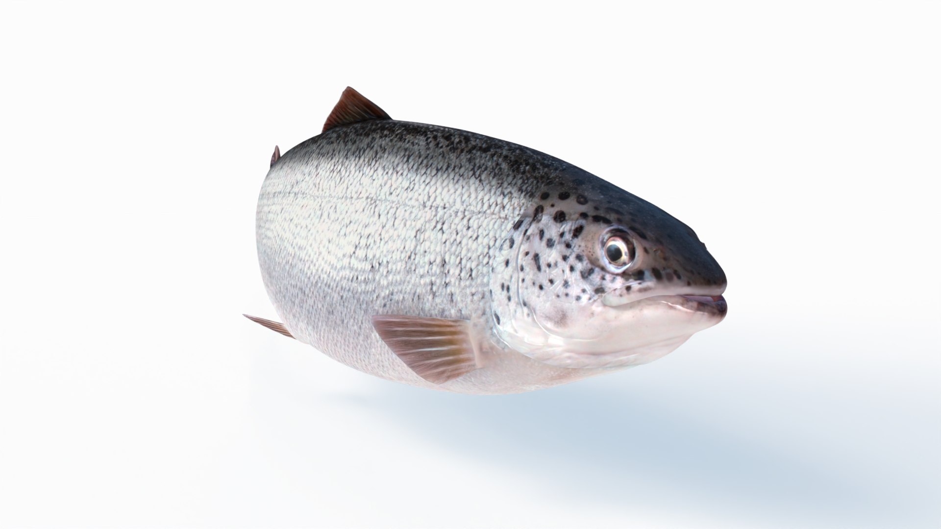 3D Salmon Animated - TurboSquid 2358732