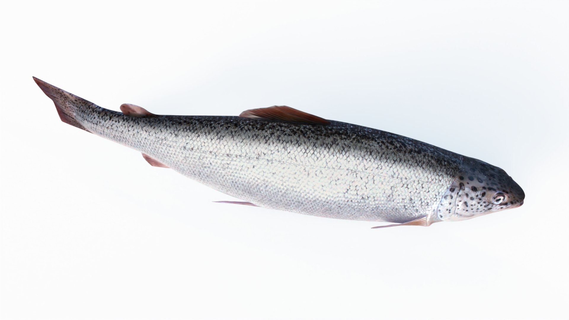 3D Salmon Animated - TurboSquid 2358732