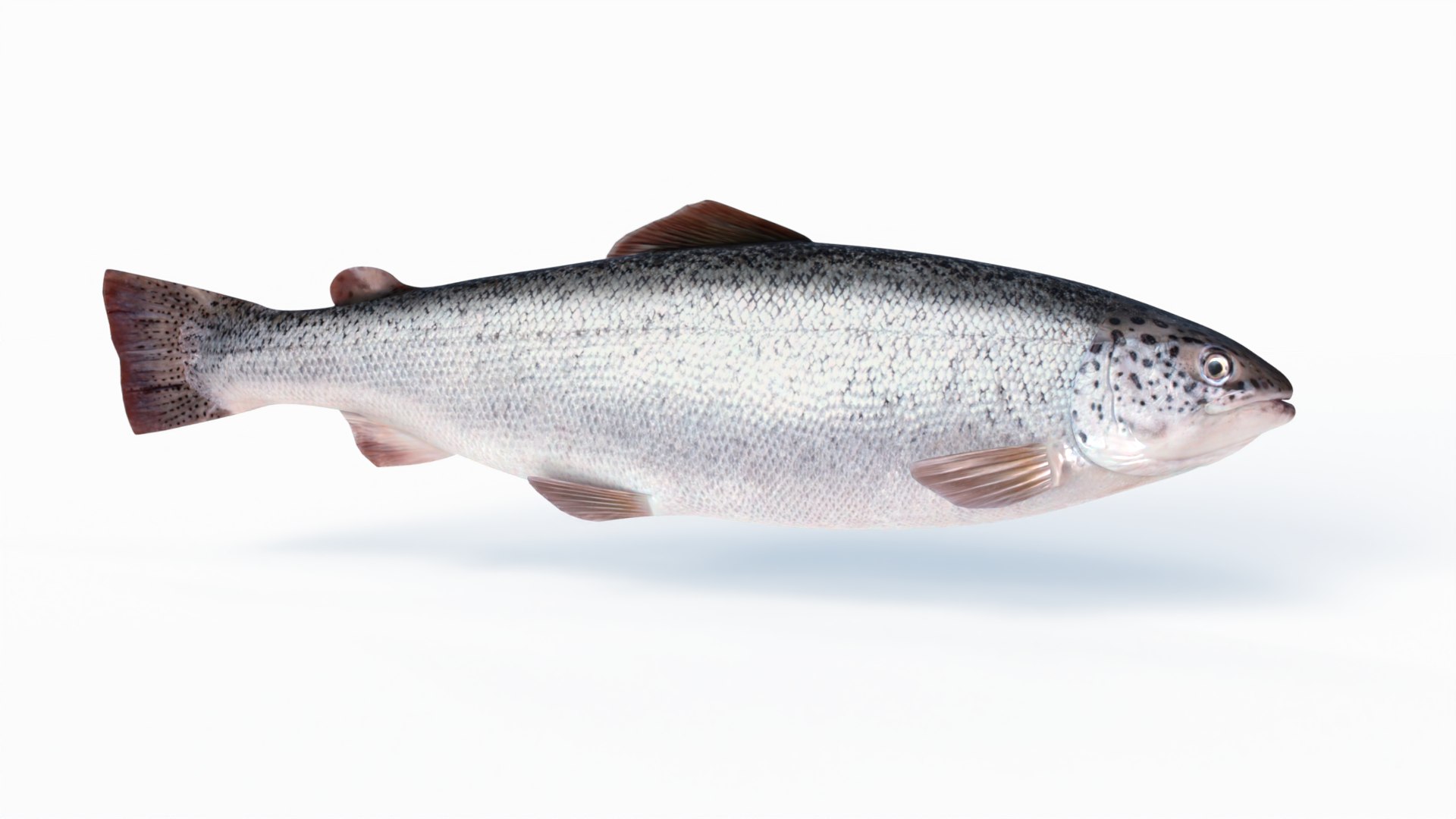 3D Salmon Animated - TurboSquid 2358732