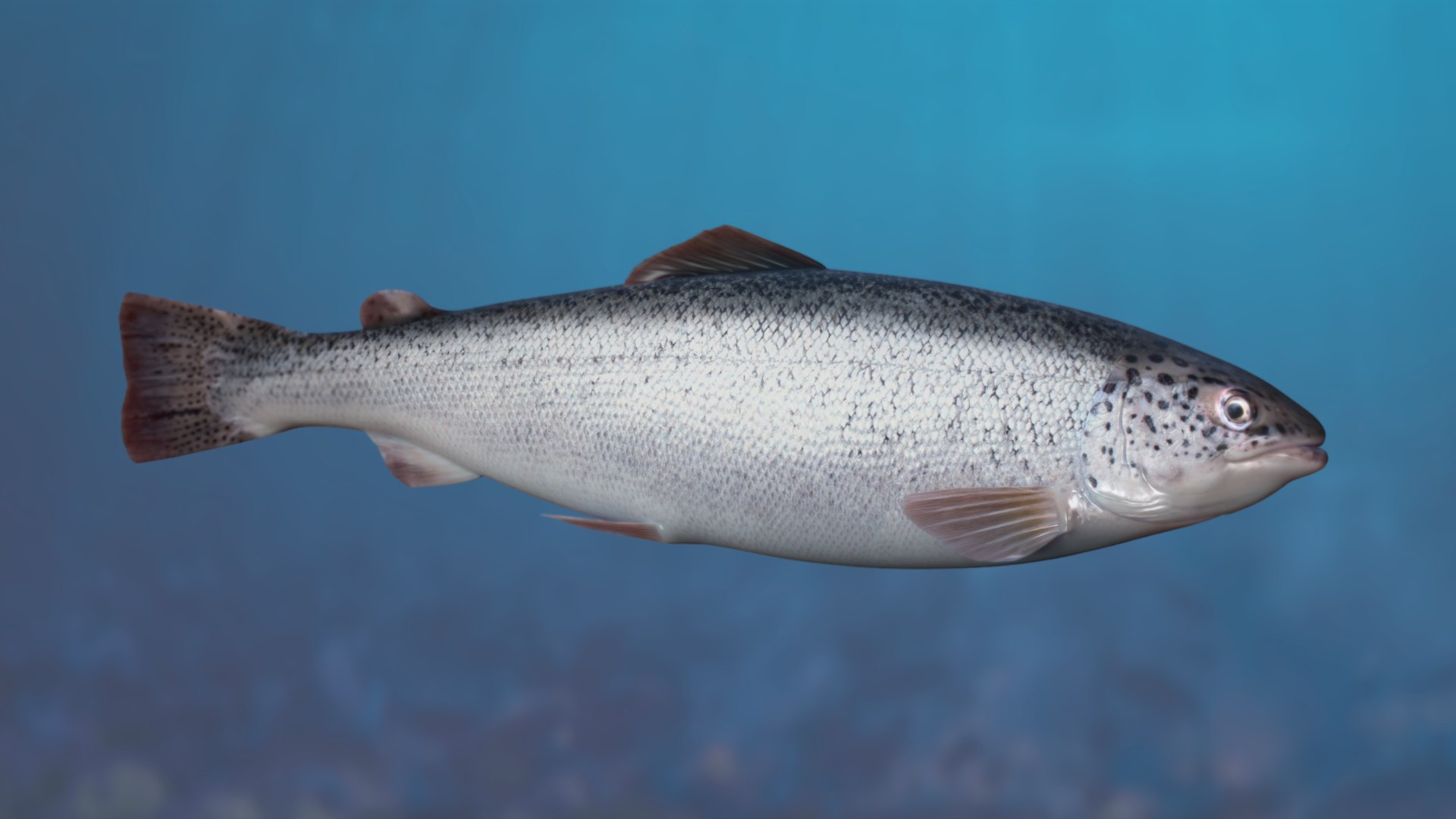 3D Salmon Animated - TurboSquid 2358732