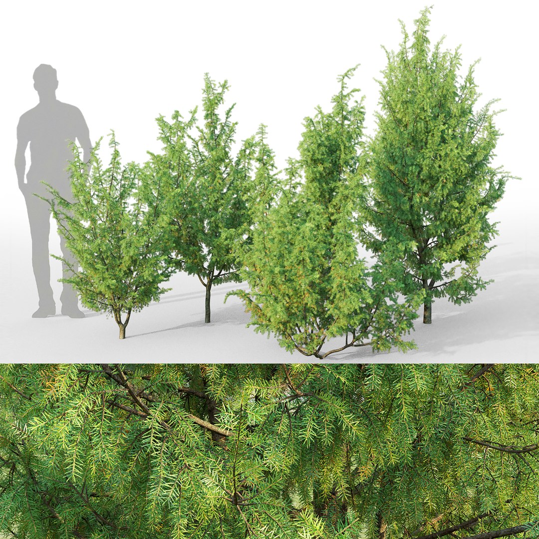 3D Juniper Juniperus Model - TurboSquid 1673380