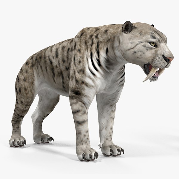 Saber tooth tiger rigged 3D model - TurboSquid 1329676