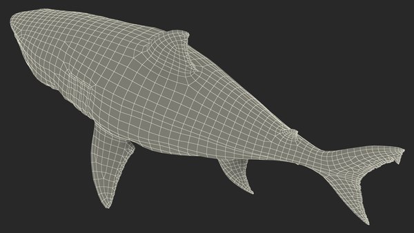 3D model Megalodon Rigged for Cinema 4D - TurboSquid 1761462