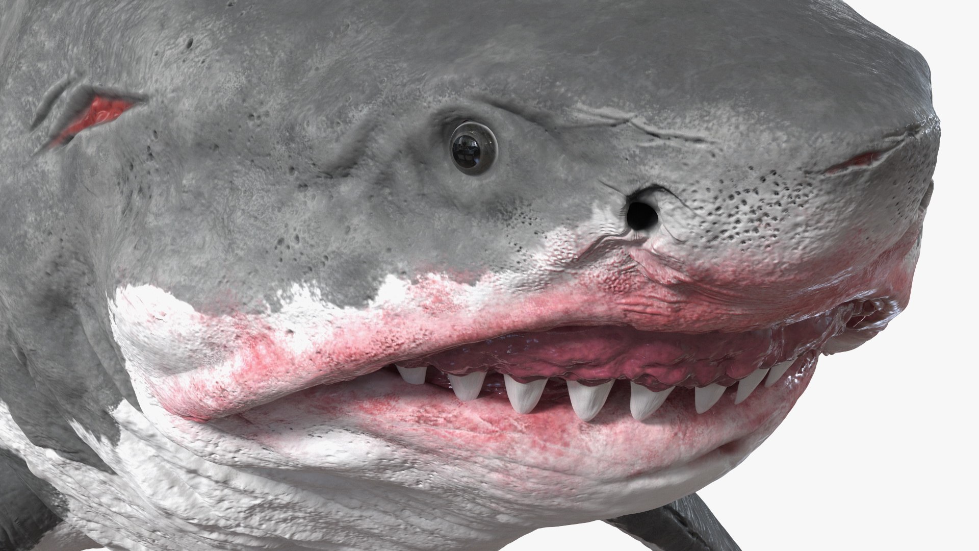 3D model Megalodon Rigged for Cinema 4D - TurboSquid 1761462