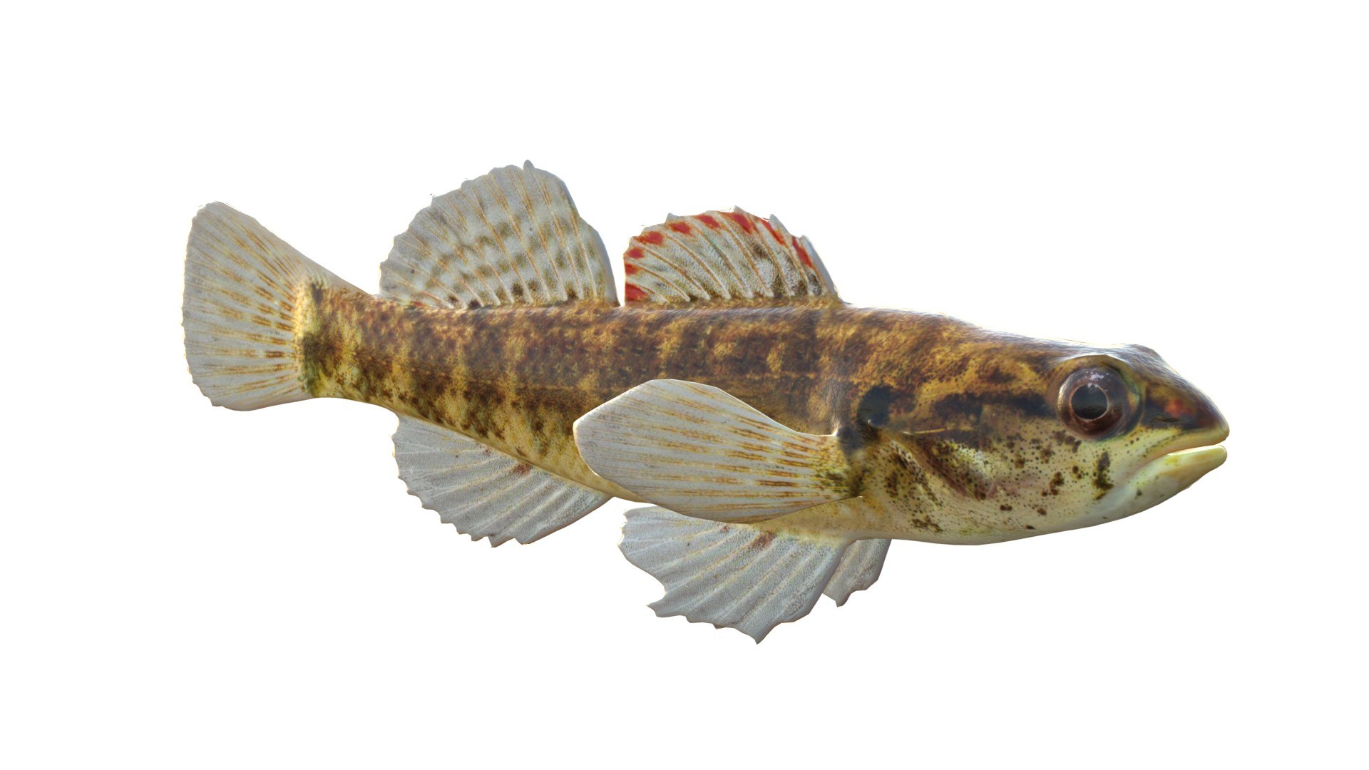 3D Okaloosa Darter Fish - TurboSquid 2512228