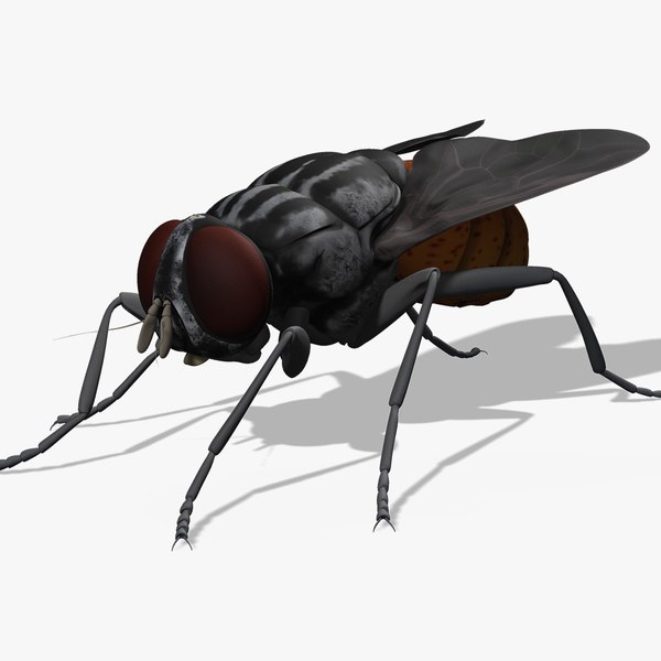 Insect Intrigue 3D Stubenfliege manipuliertes Low-Poly 3D-Modell 3D ...