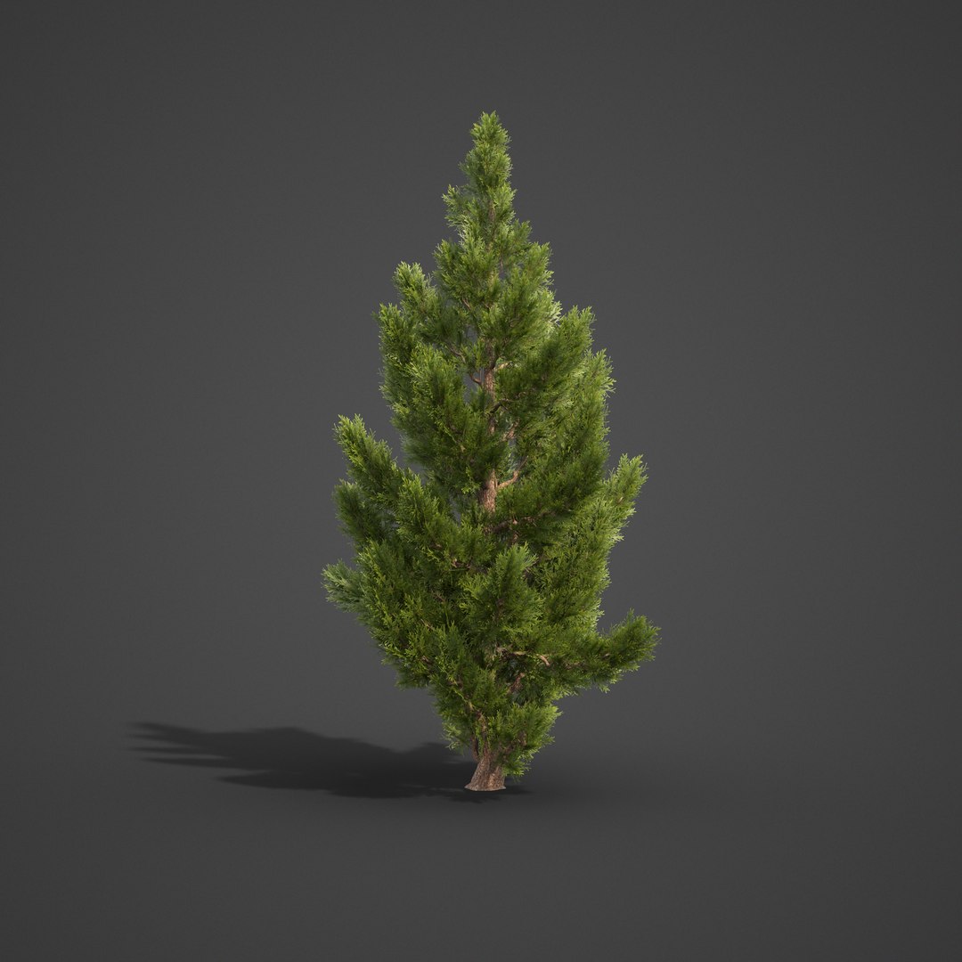 3D Cypress Tree Nature Model - TurboSquid 1676980